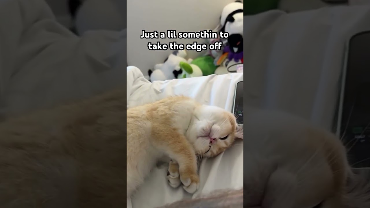 When your tiny cat needs a little something special