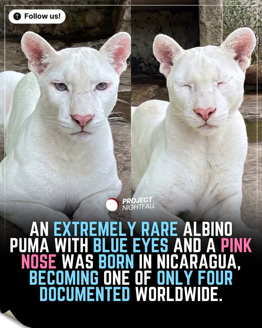 Born to die, destined to live: Rare white puma stuns world!