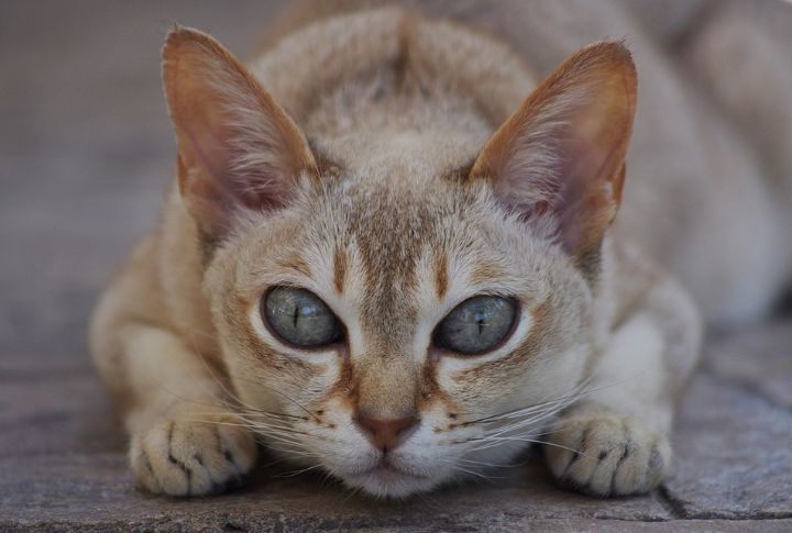 10 miniature cat breeds that bring big joy to small spaces