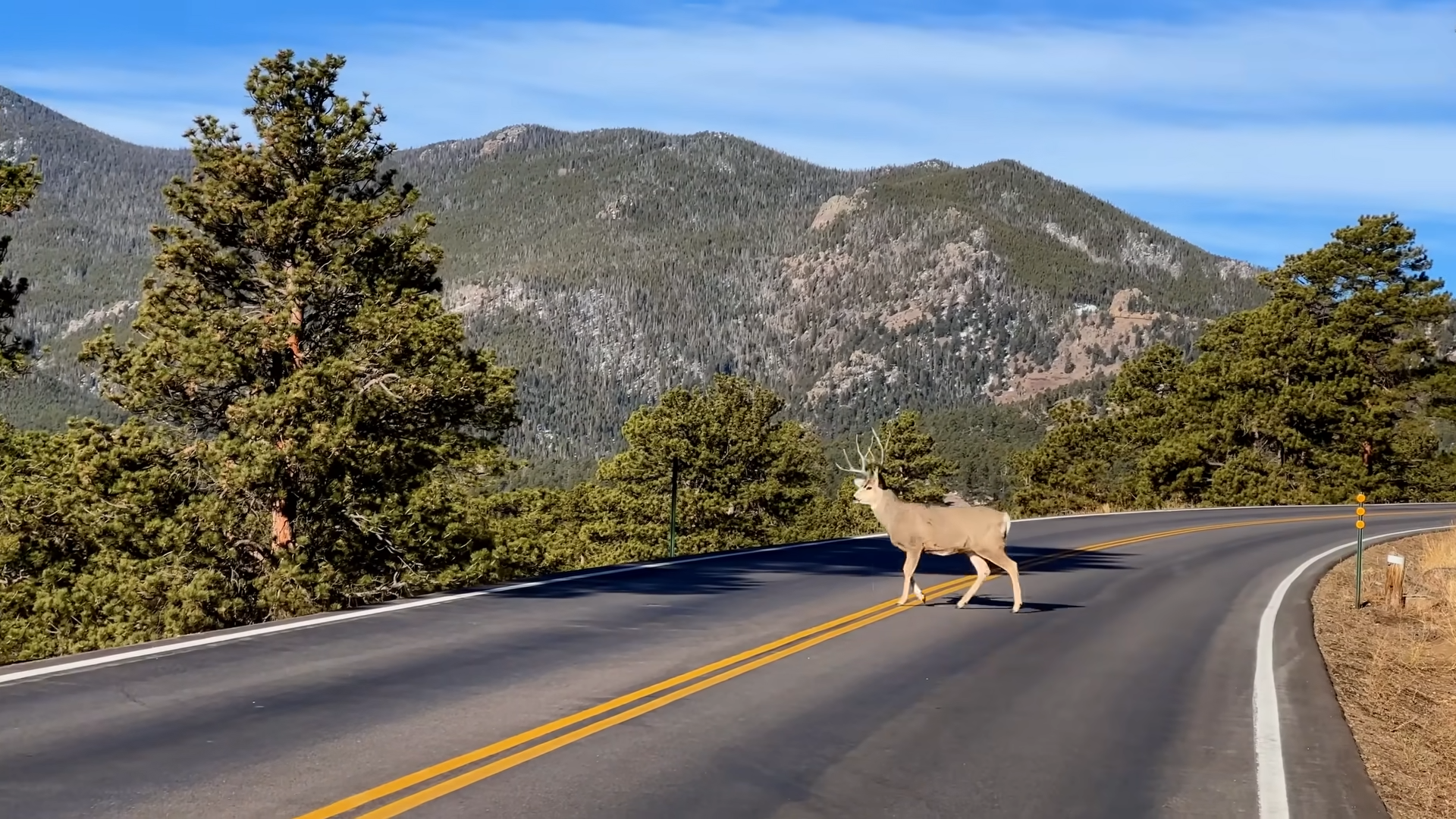 Why spend $92 million on a bridge for animals