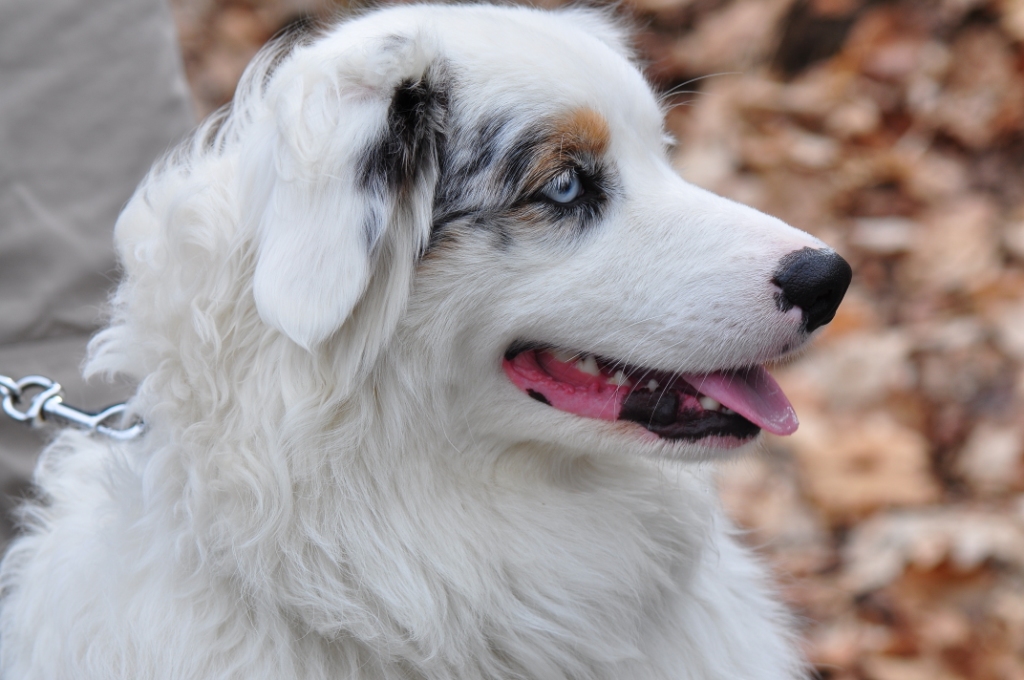 15 worst dog breeds for busy people