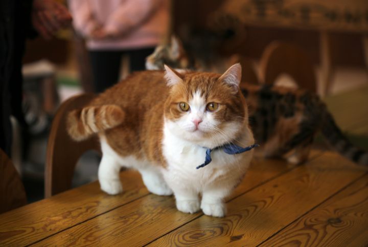 10 miniature cat breeds that bring big joy to small spaces