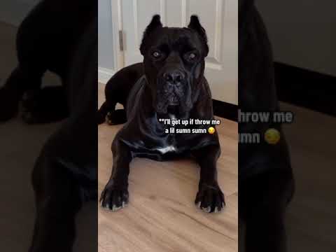 Dog eats every single leftover without hesitation
