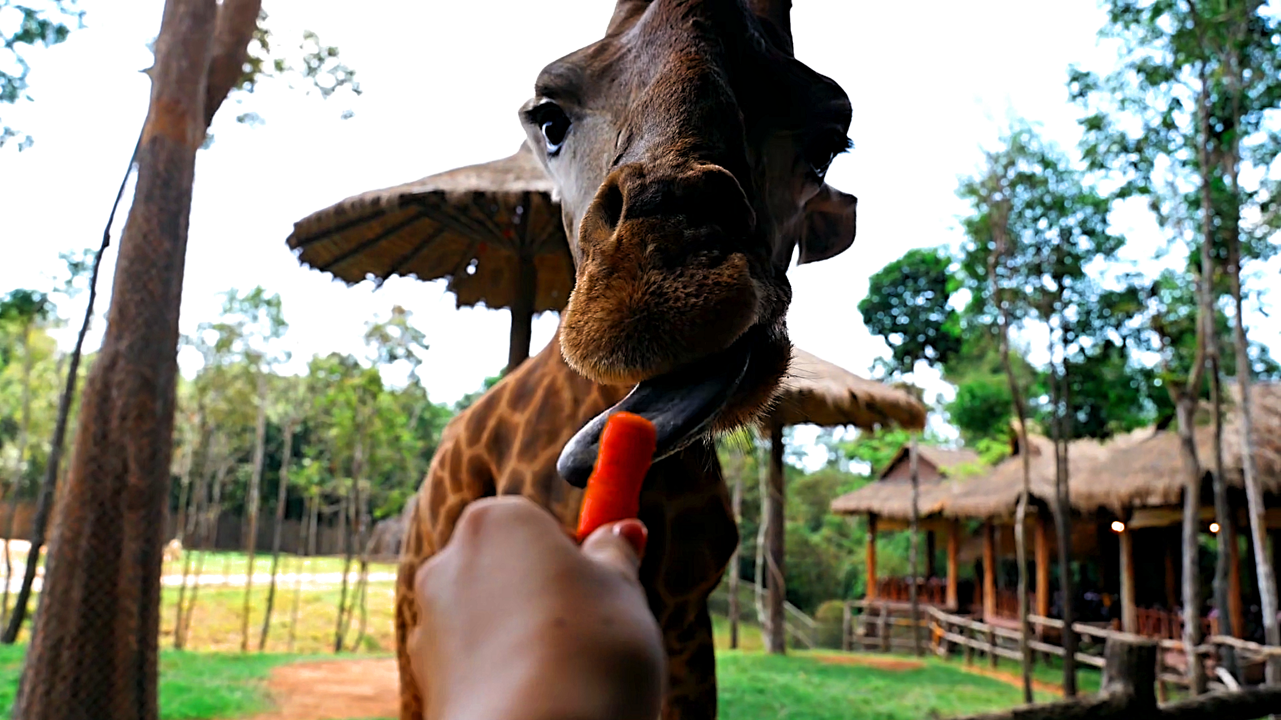 Watch what happens when you try to feed a giraffe