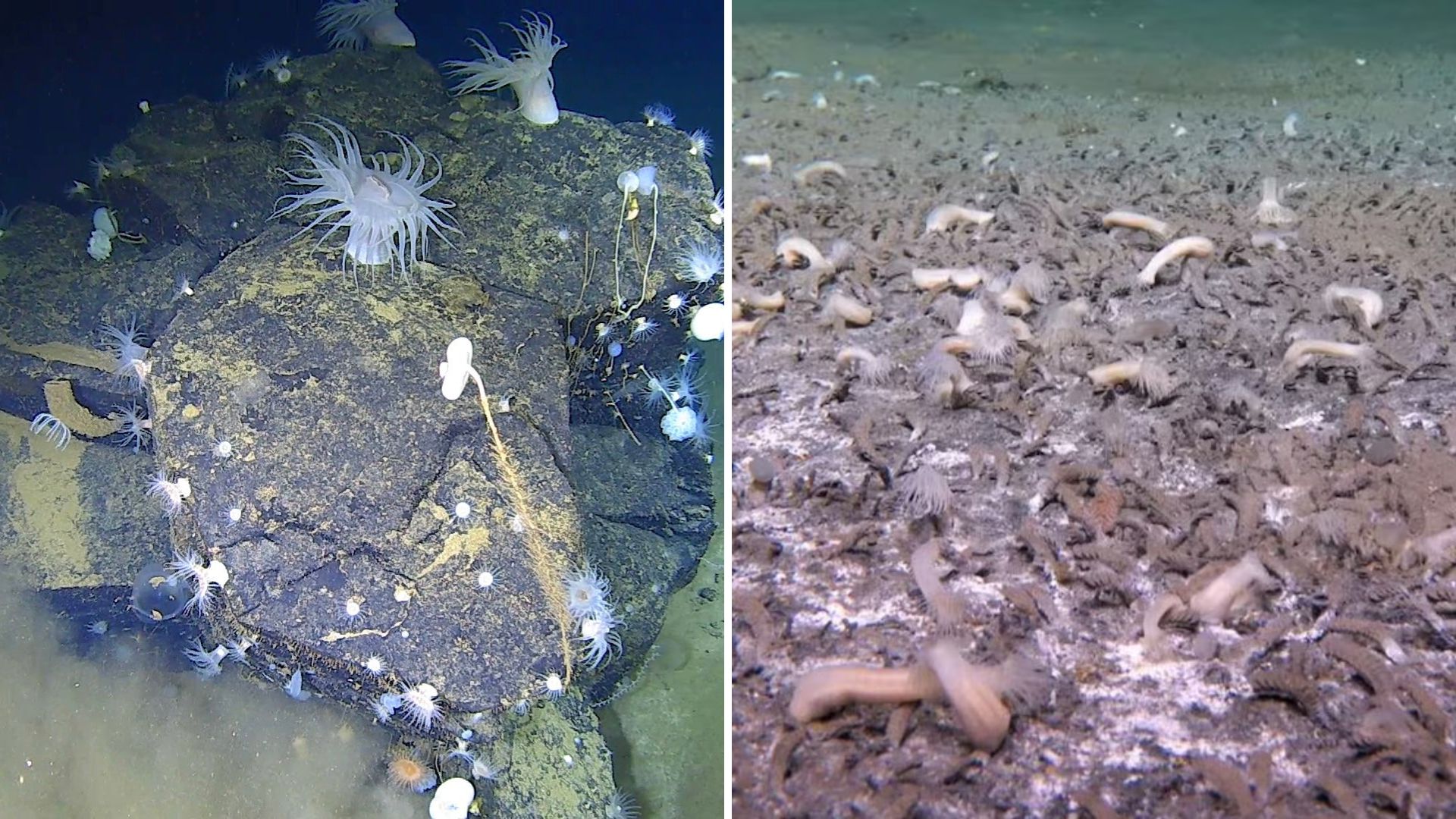 Ocean zones scientists avoid exploring