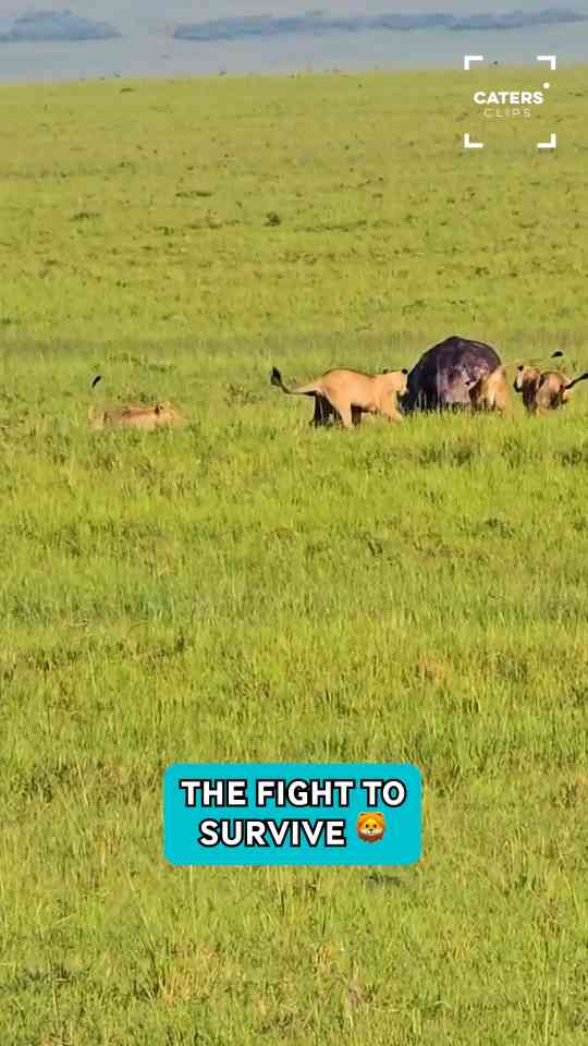 Hippo makes incredible escape from lions