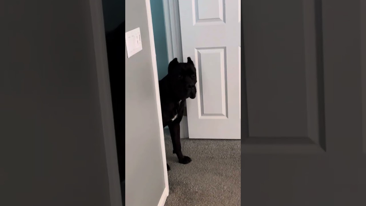 Dog was acting wild early in the morning for no reason