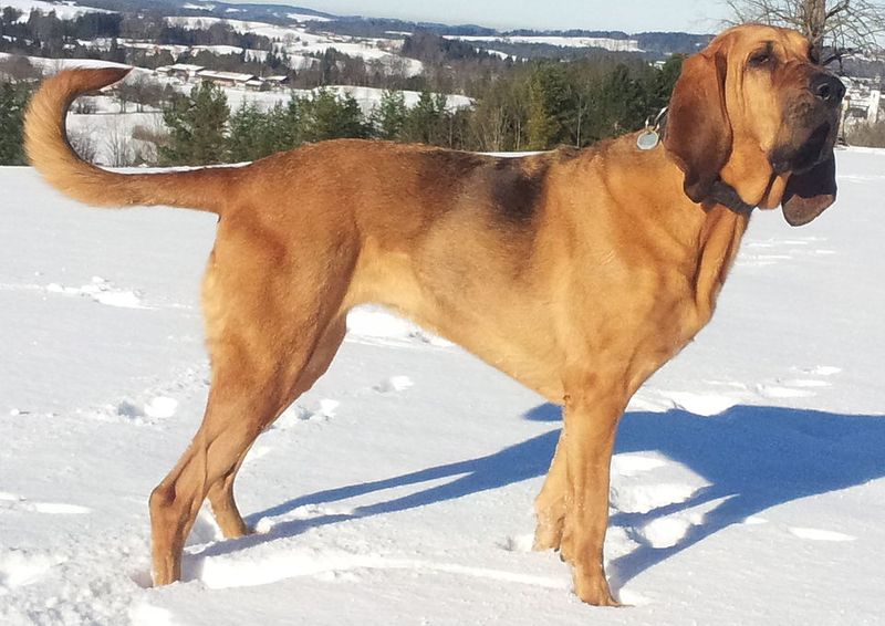 17 dog breeds that have the clearest physical features linked to their ...