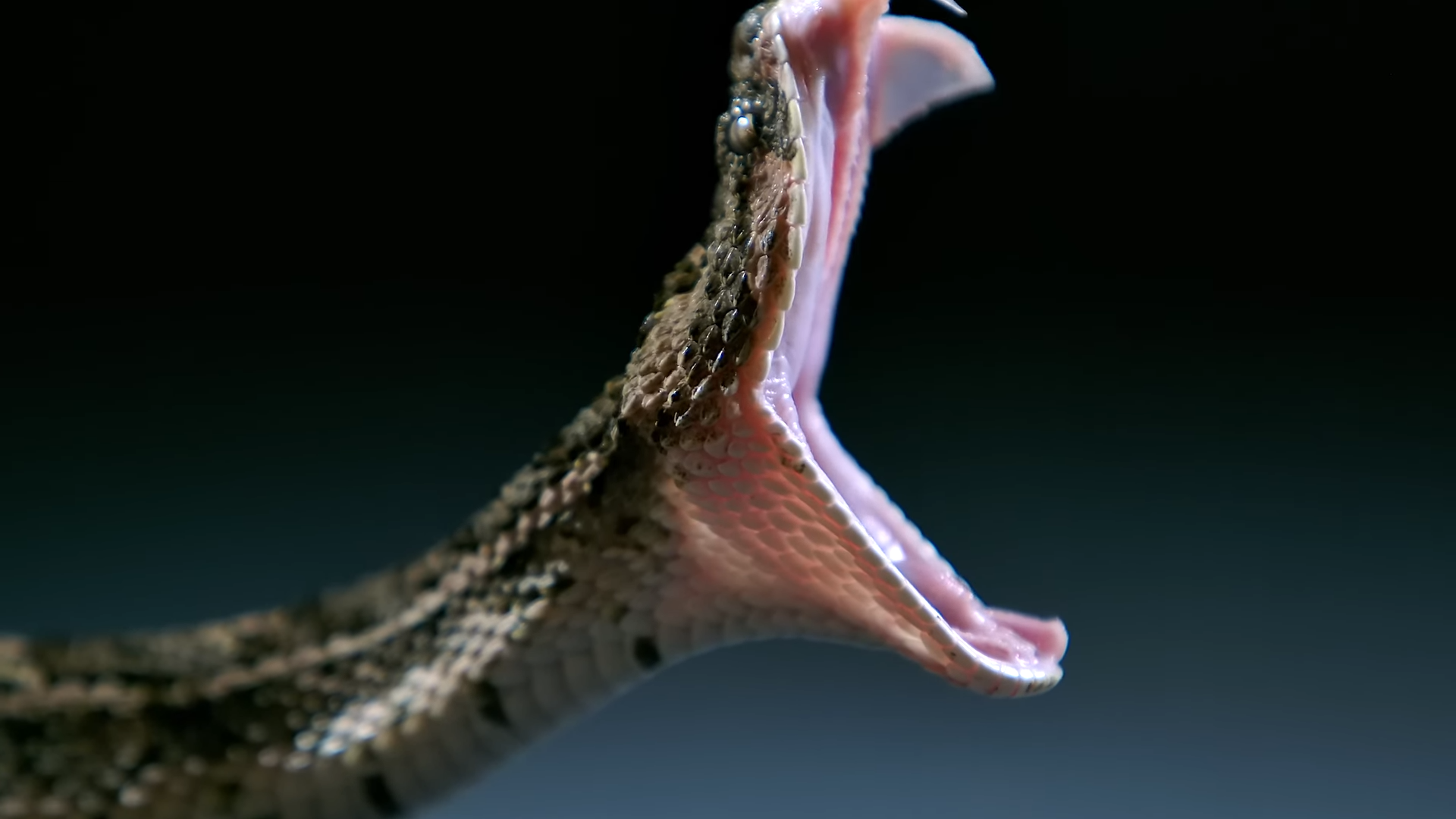 If snakes represent the devil, why do these Christians worship them?