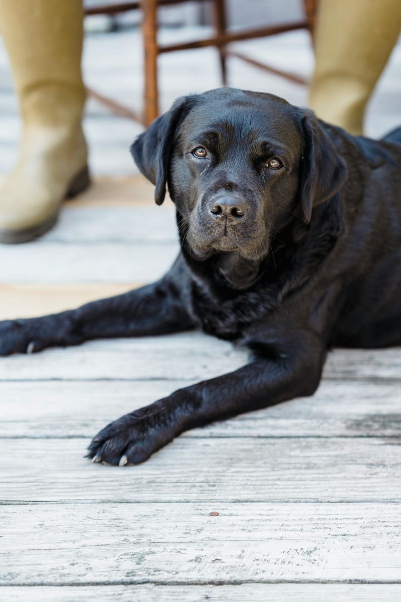 17 dog breeds that people recognize instantly even if they know nothing ...