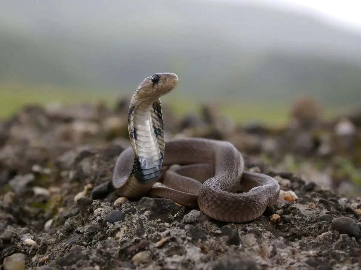 6 most venomous snakes found in India