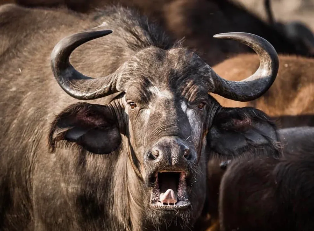 Animals that are more dangerous than you think