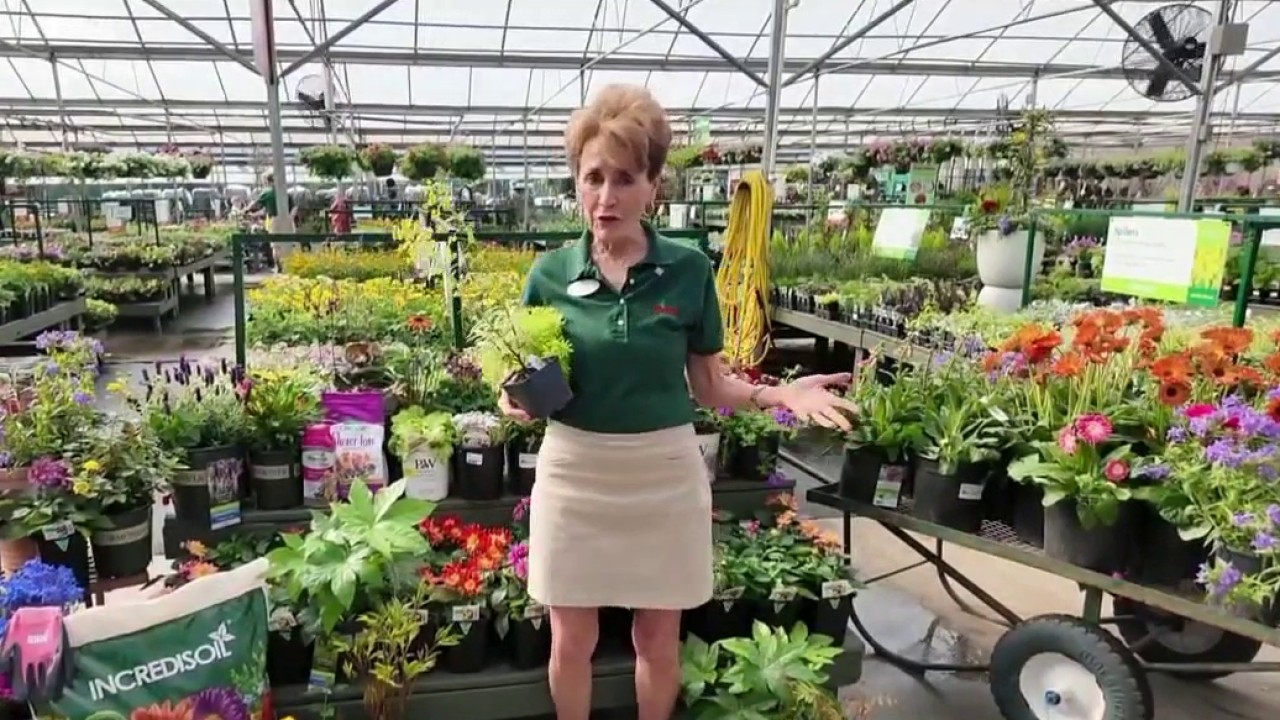 Easy perennials to start gardening with