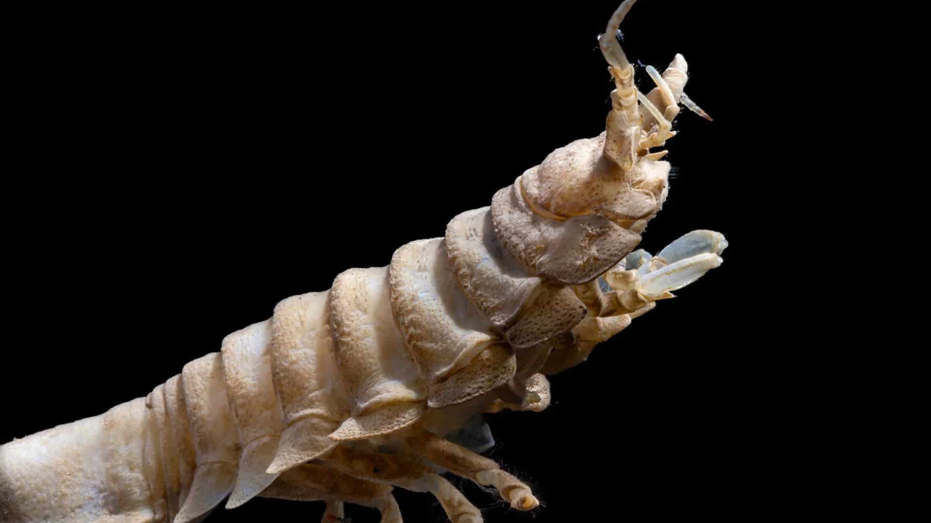 Ocean zones scientists avoid exploring