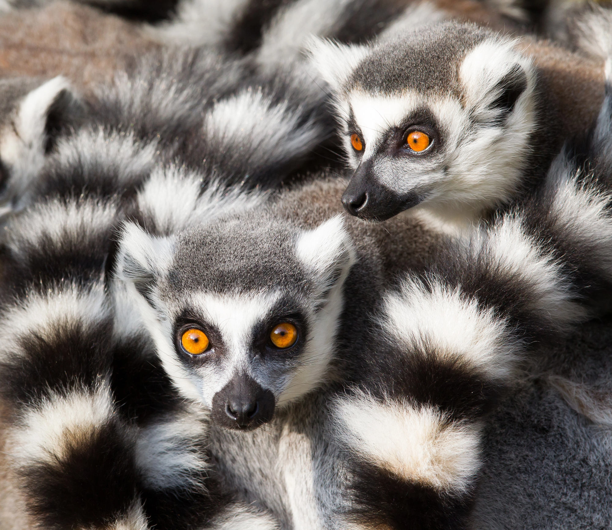 Facts about lemurs, the world’s most unique primates