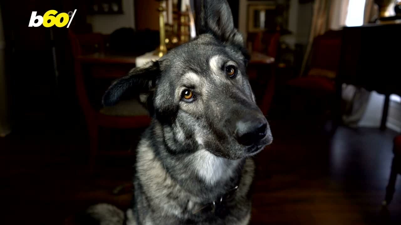 Experienced dog owners say patience is the most important lesson