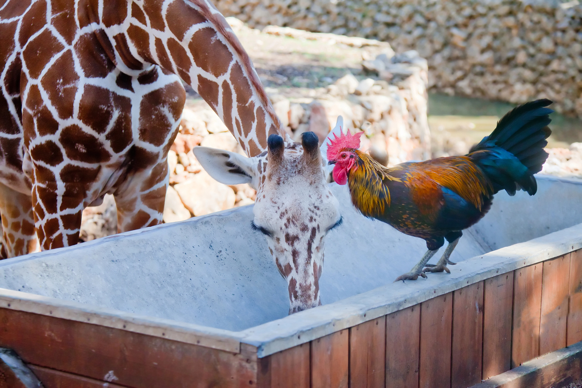 14 unusual animal friendships that have been observed in the wild