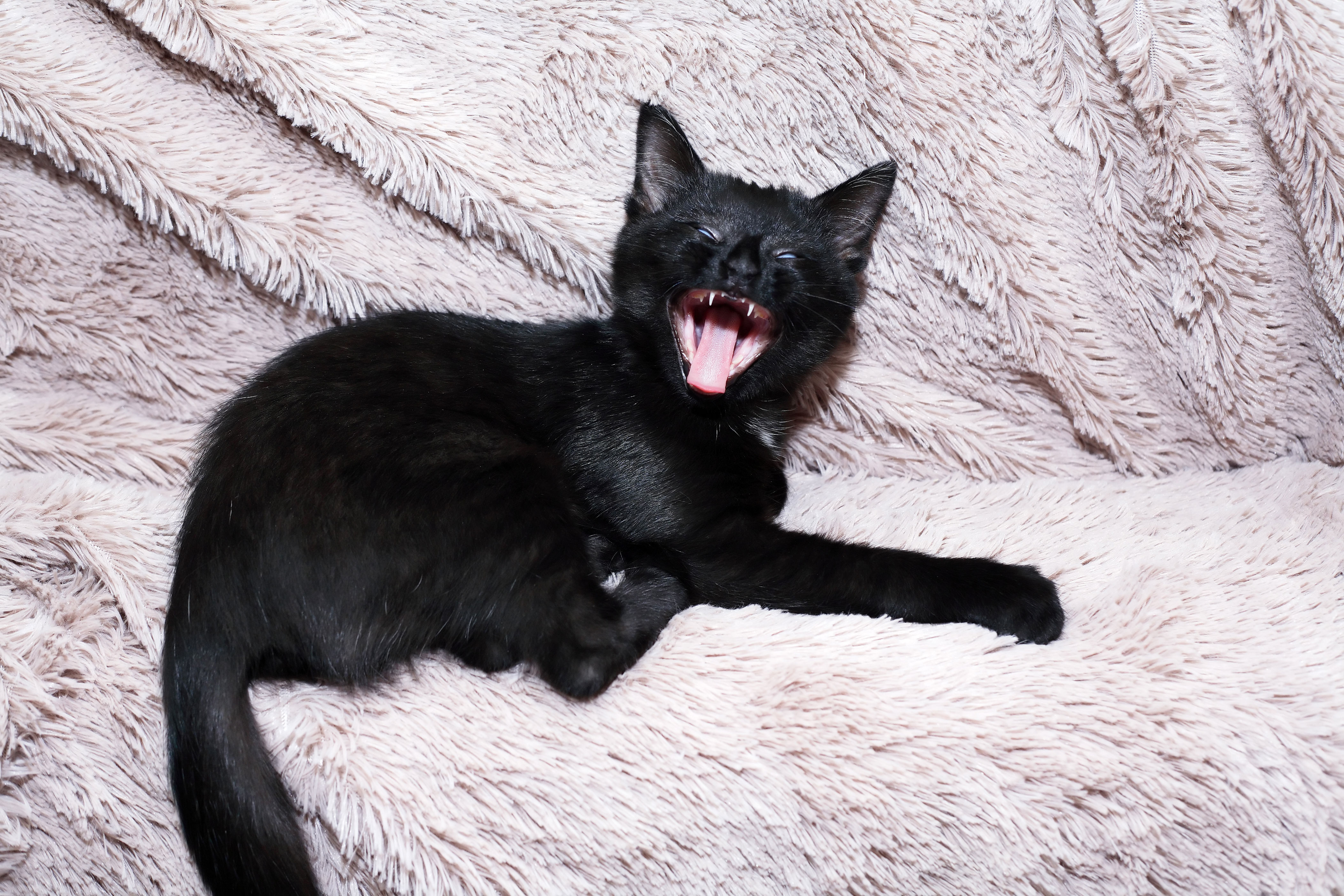 Owner adopts "the most annoying baby" at shelter—internet obsessed