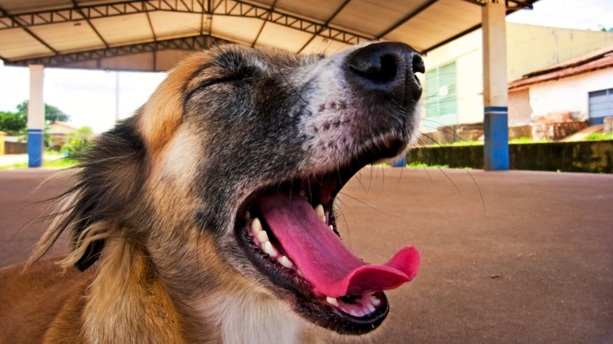 10 things your dog understands better than you think