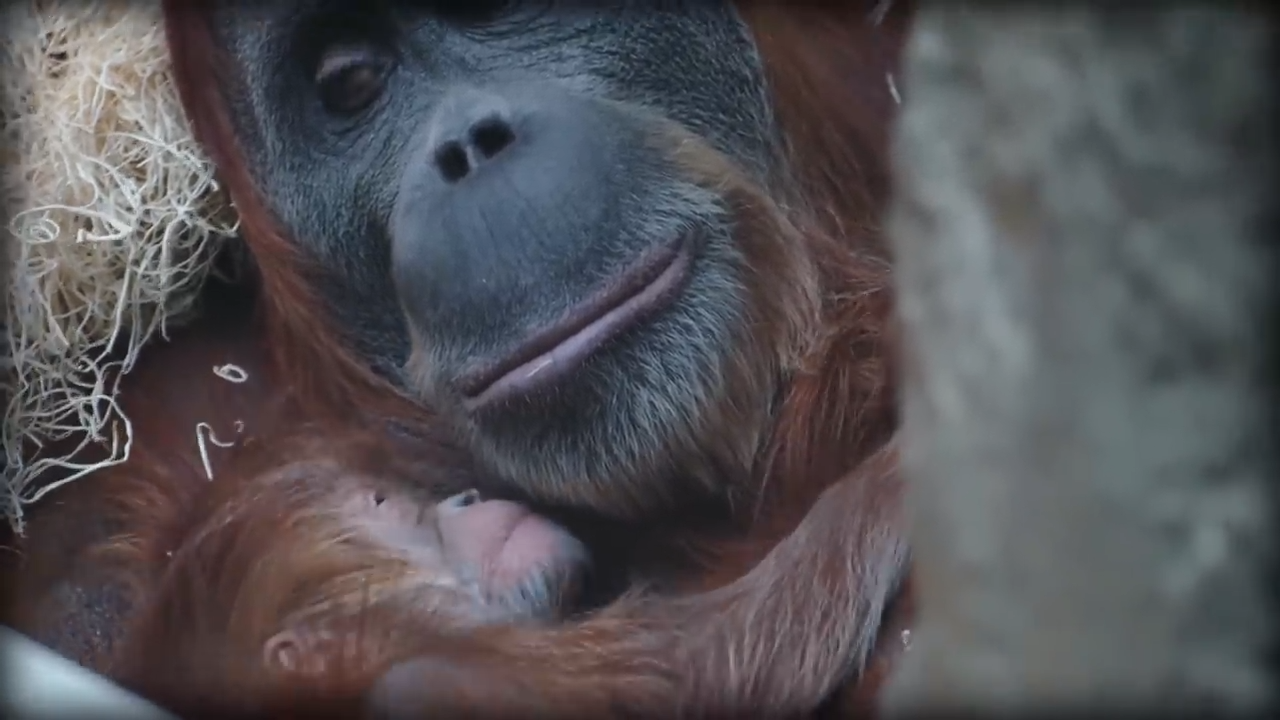 Watch what happens when an orangutan mother protects her newborn in the ...