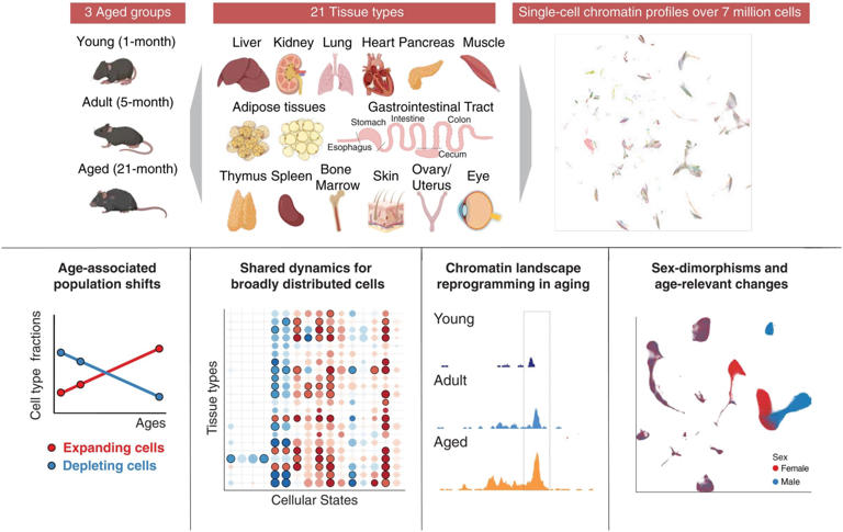 Scientists map millions of cells to decode the biology of aging