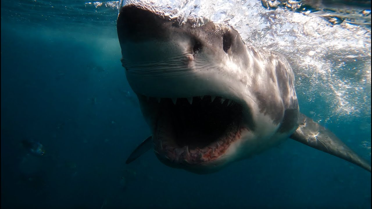 Up close with great white sharks: Powerful encounters underwater