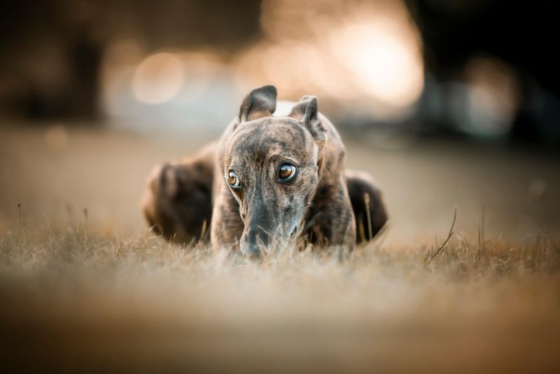 17 dog breeds that have the clearest physical features linked to their ...