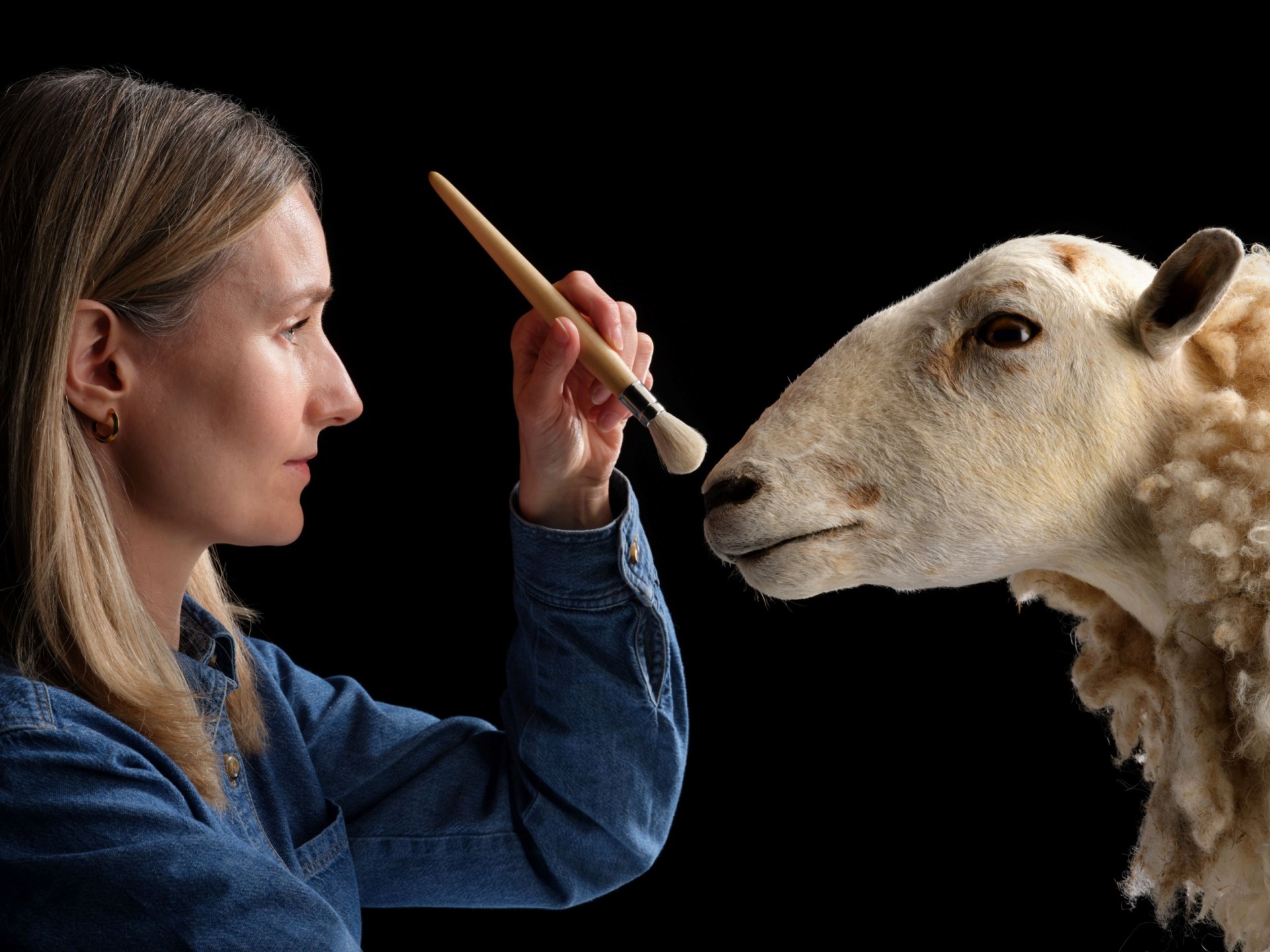 Dolly the cloned sheep’s cloned predecessor is now on display