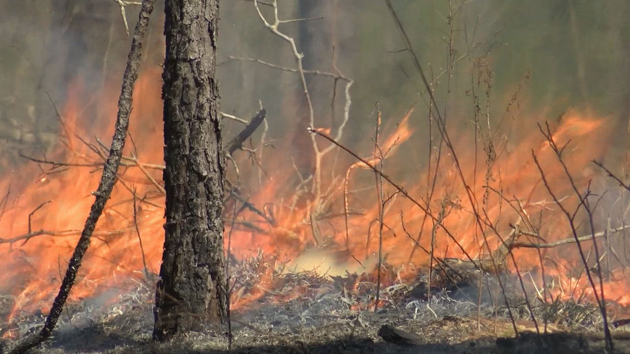 Burn ban issued statewide in South Carolina amid wildfire concerns