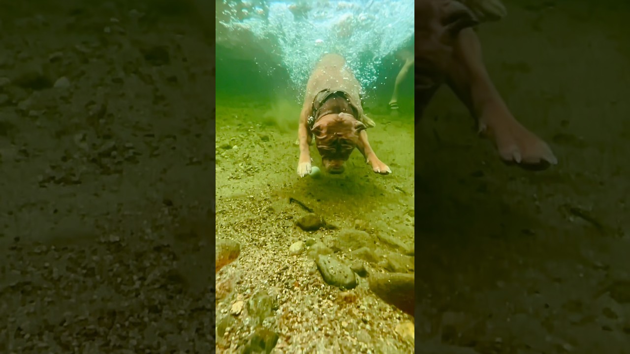Incredible training shows what this dog can really do