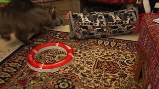 Cat tries to catch ball inside ring