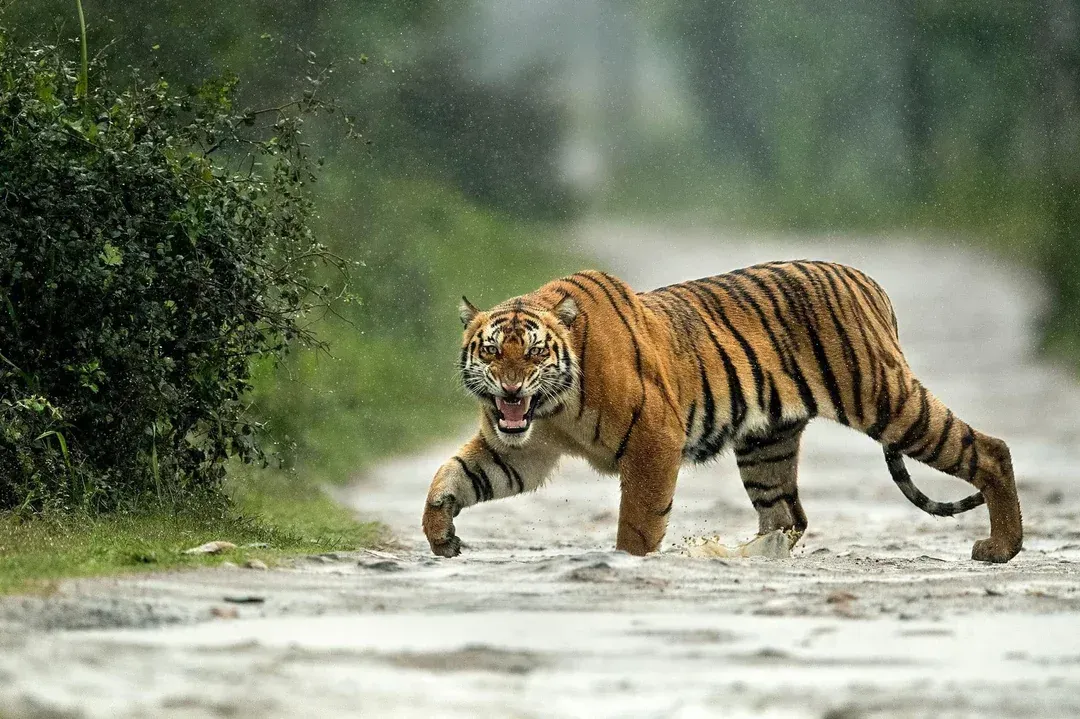 Animals that are more dangerous than you think