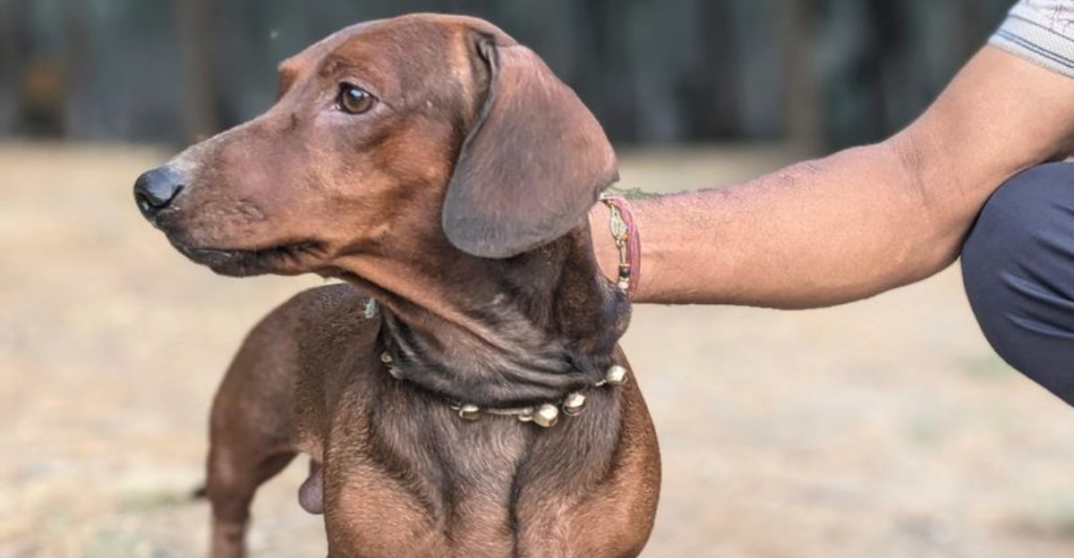 17 dog breeds that consistently rank among the most talked-about across ...