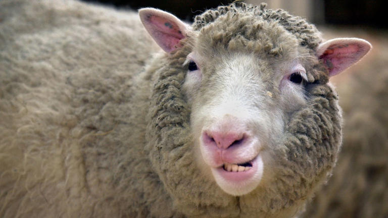 Cloned predecessor to Dolly the sheep goes on display