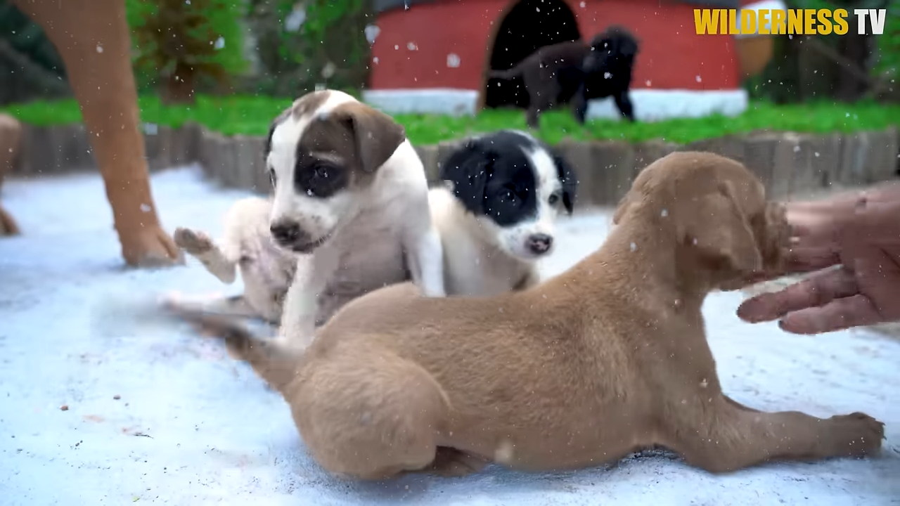 Watch small scared puppies finally have a safe place to rest this winter