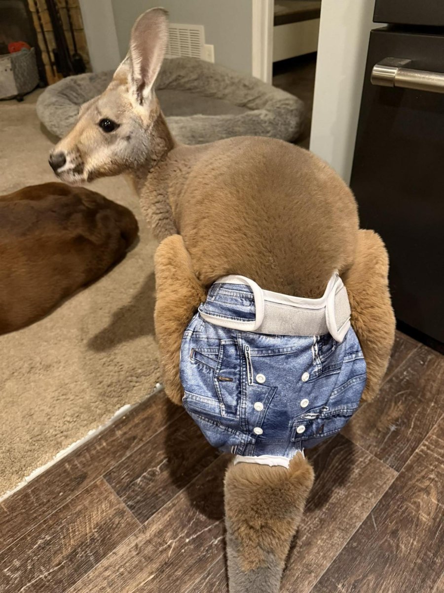 Watch: Kangaroo on the loose after Wisconsin petting zoo escape