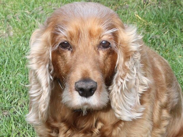 15 worst dog breeds for busy people