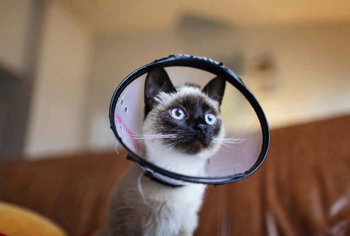 10 miniature cat breeds that bring big joy to small spaces