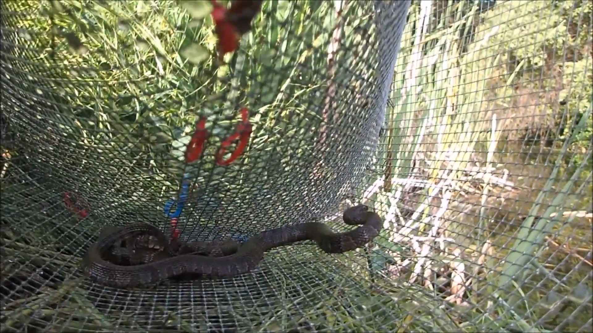 A giant snake was lurking by his pond - then the trap worked