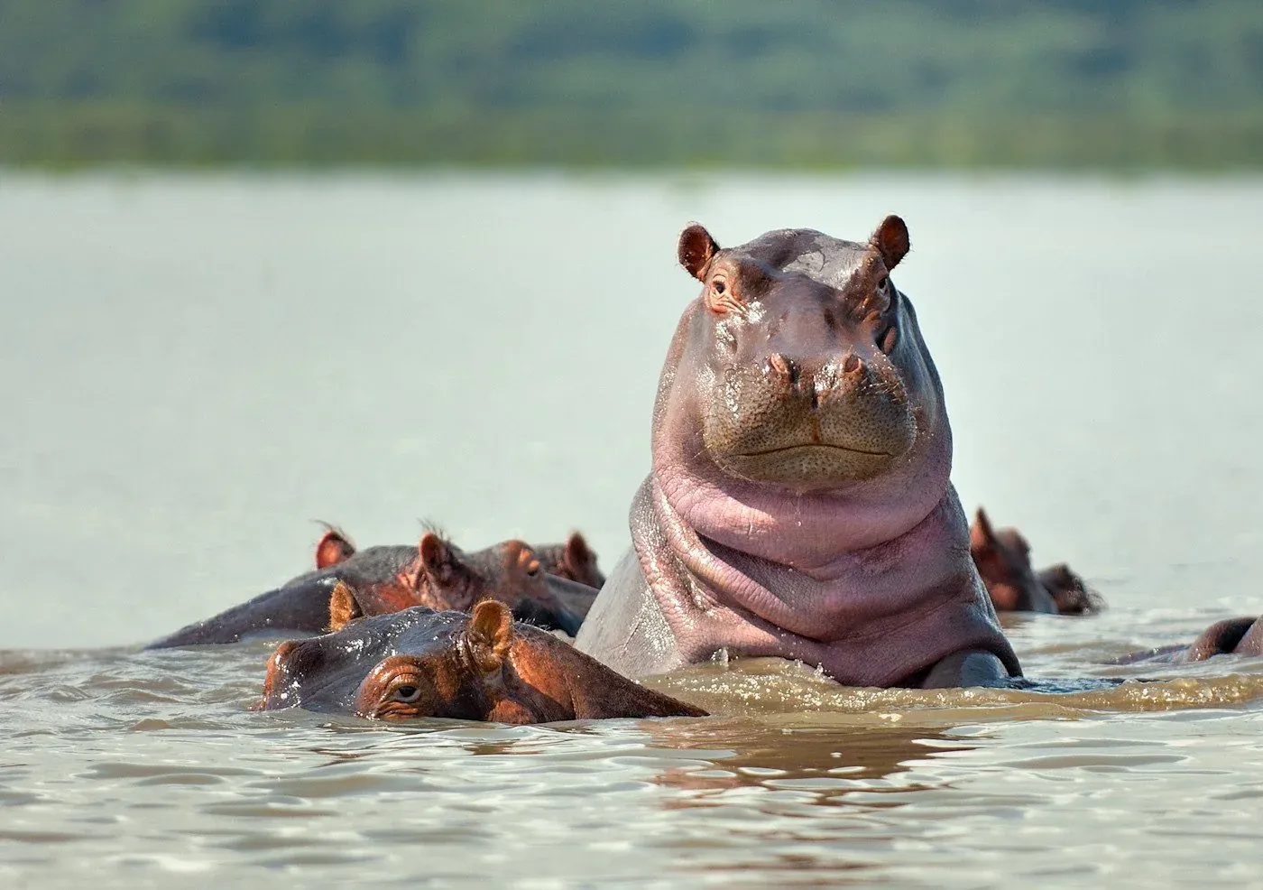 Animals that are more dangerous than you think