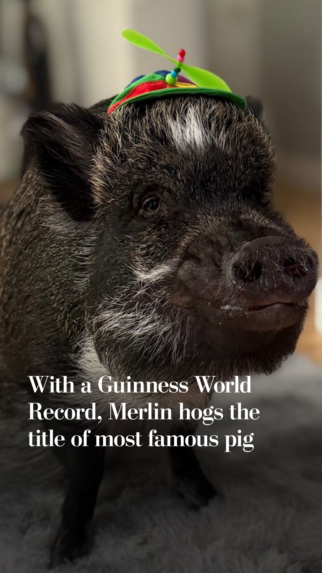 Merlin hogs the title of most famous pig