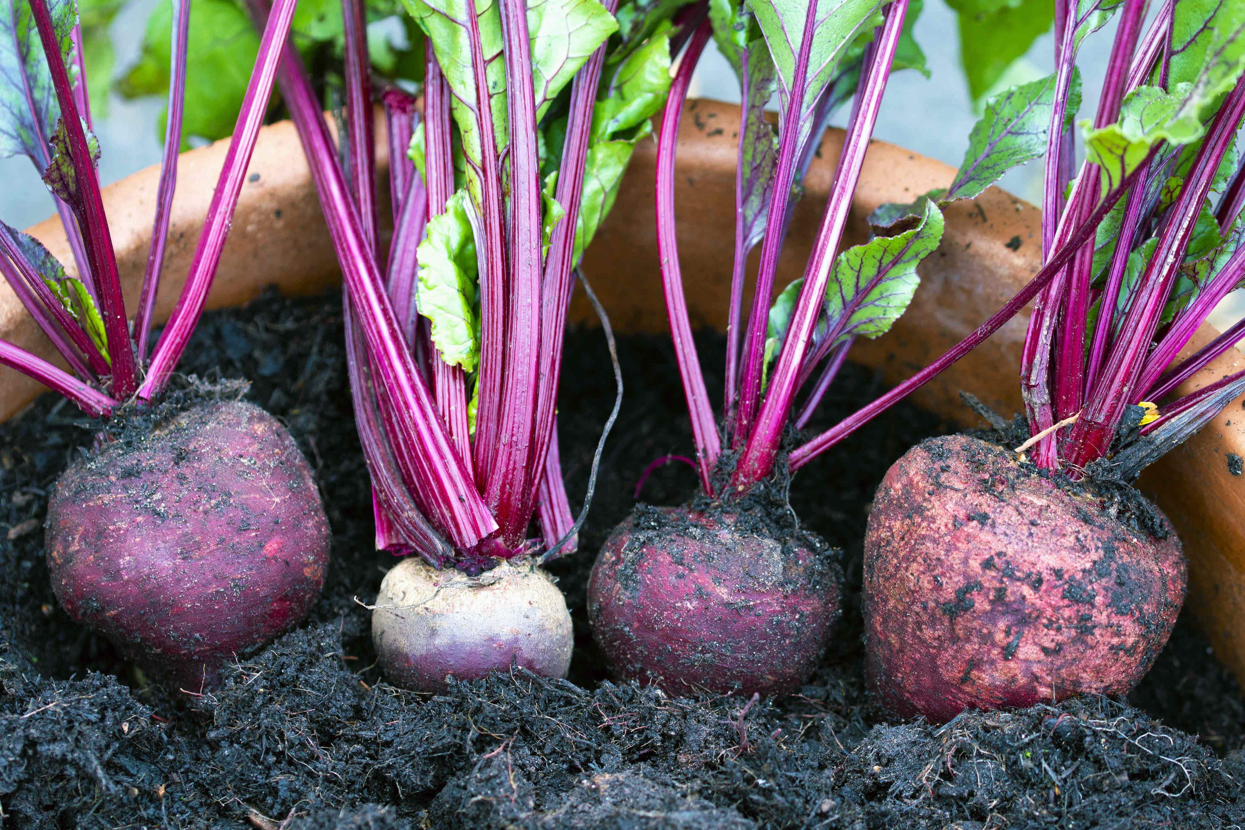 How to grow beets in containers—even if you don’t have a garden