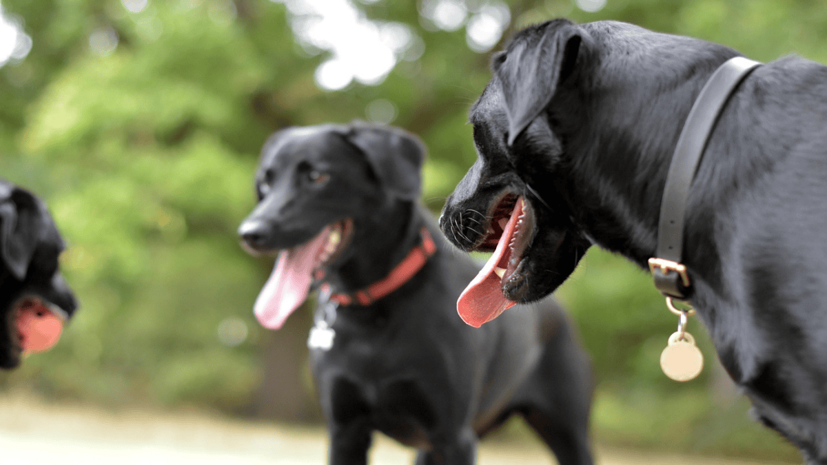 AI and pets: Are we close to translating dog feelings?