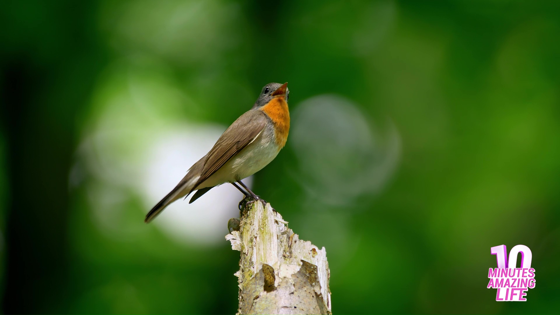 Such a small bird but that loud voice