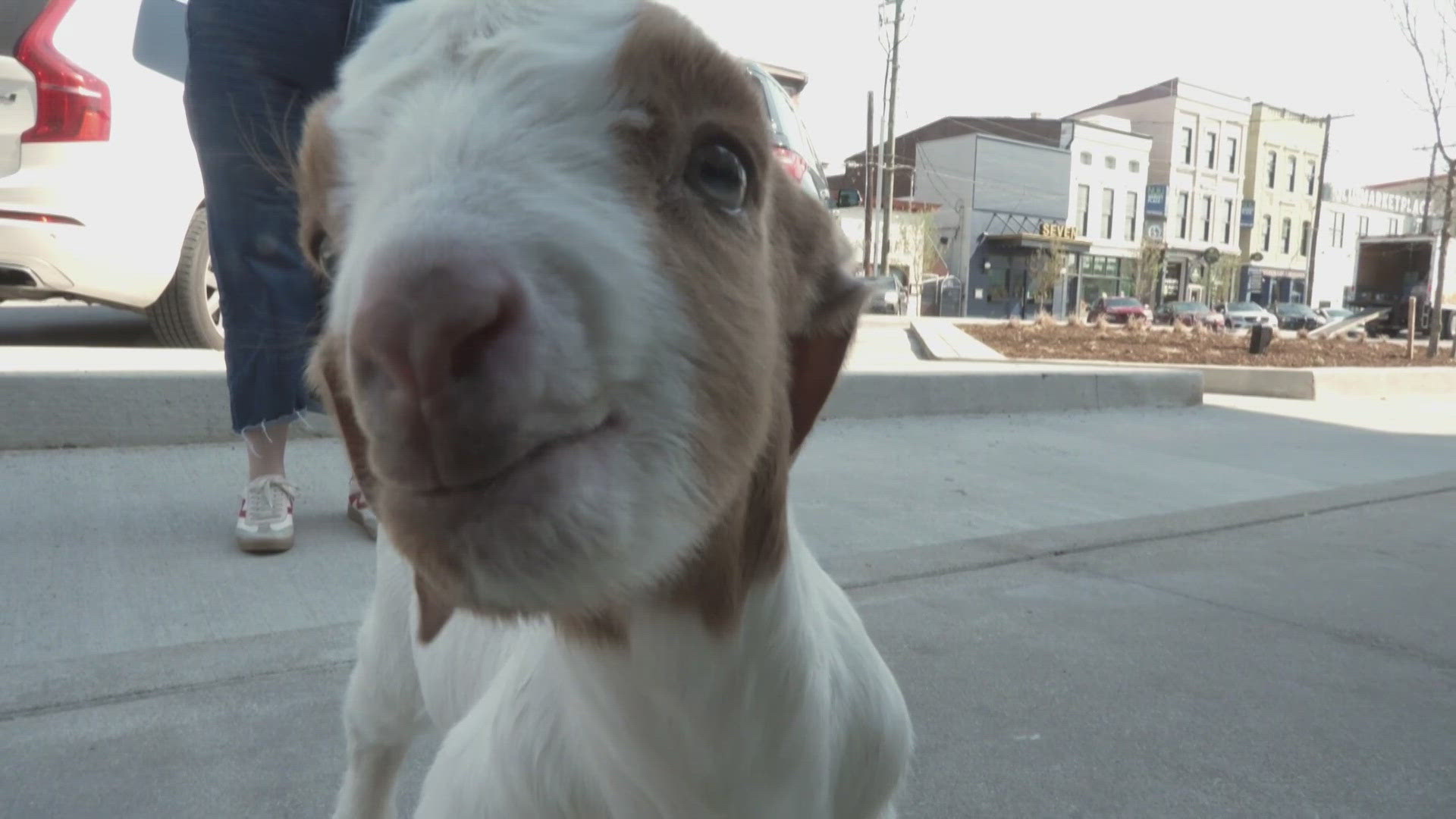 Goat races return to Bock Fest in NuLu this weekend