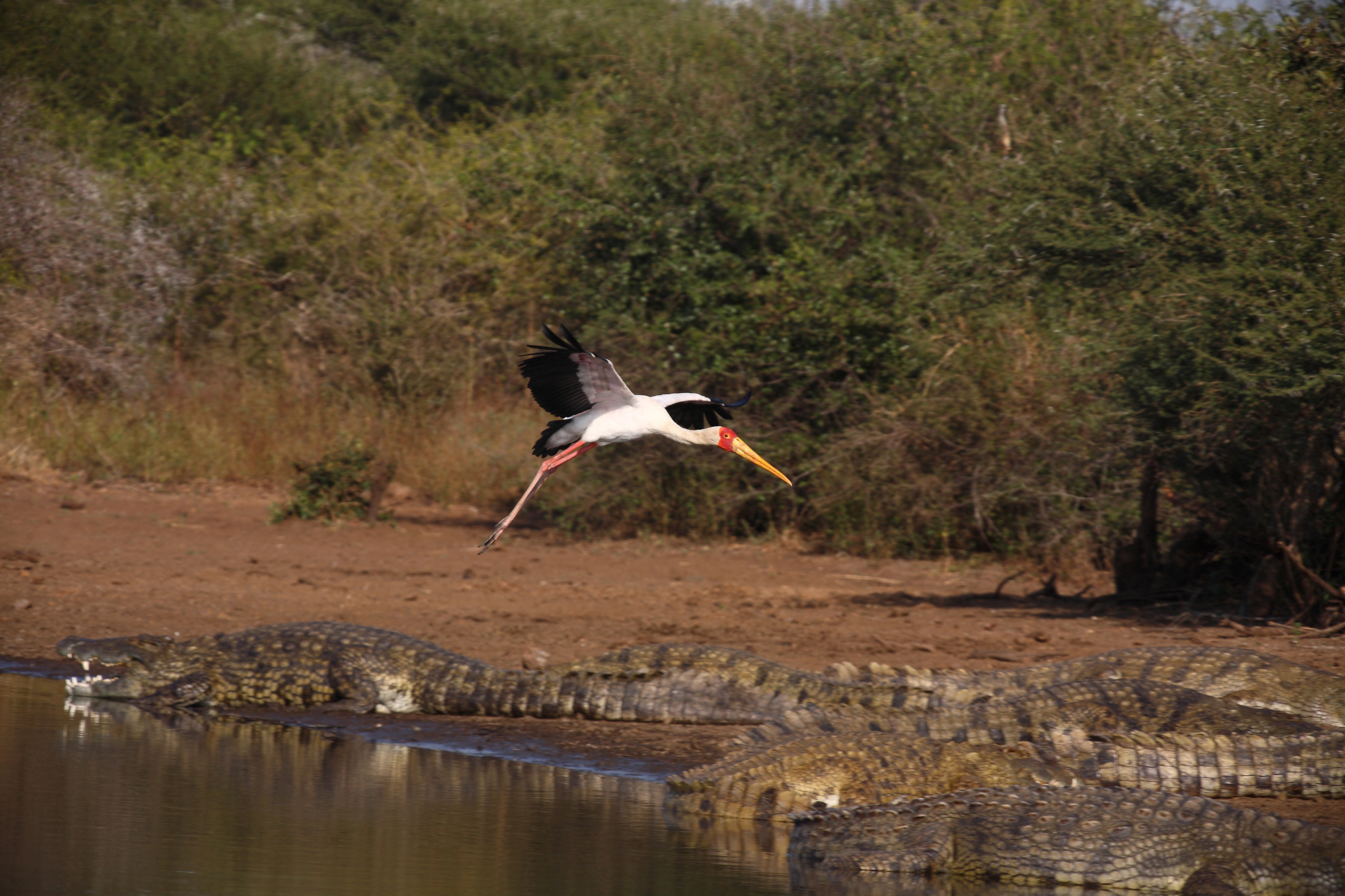 14 unusual animal friendships that have been observed in the wild