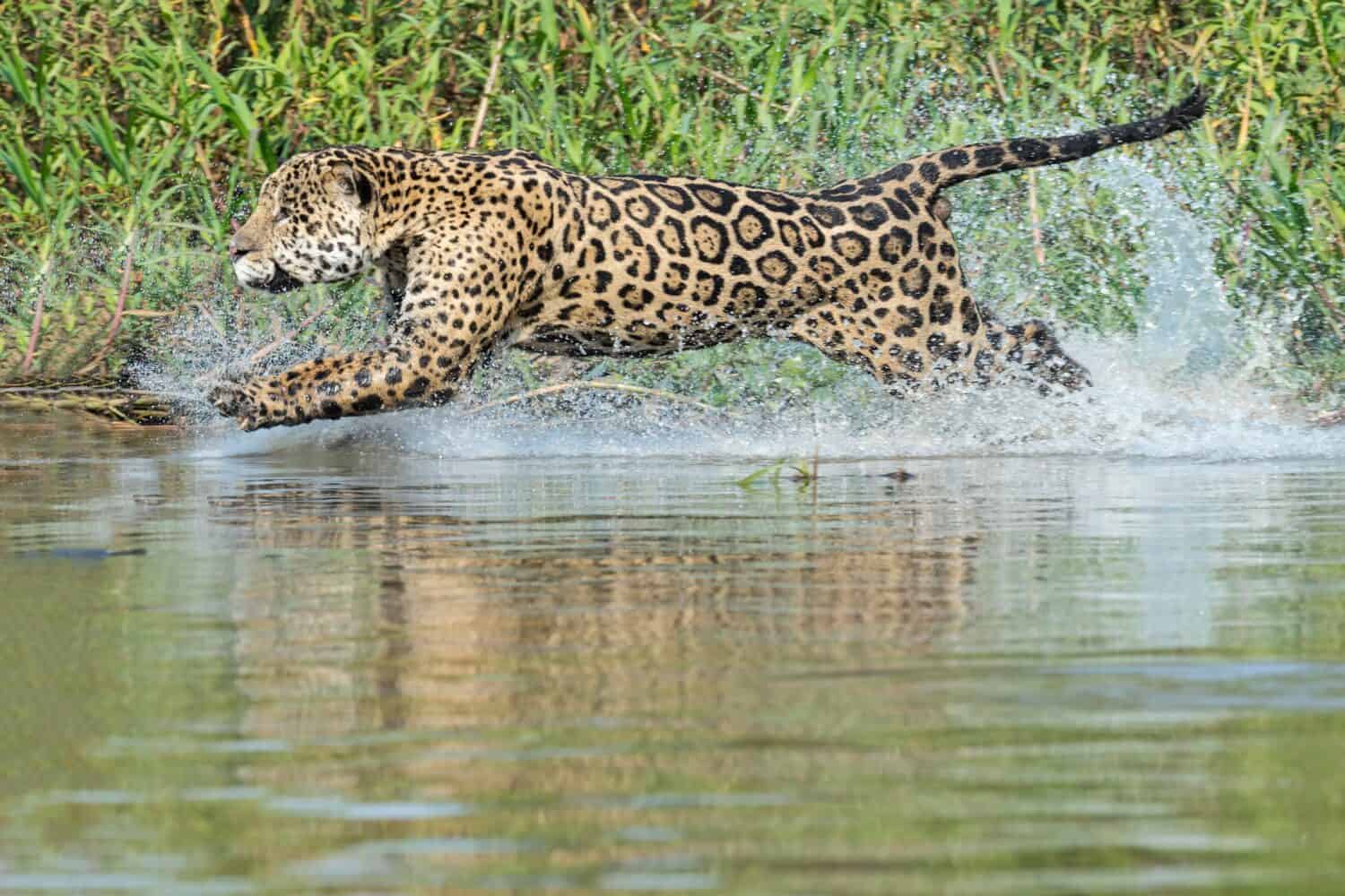 The jaguar nicknamed “The Boss” became famous for hunting bears
