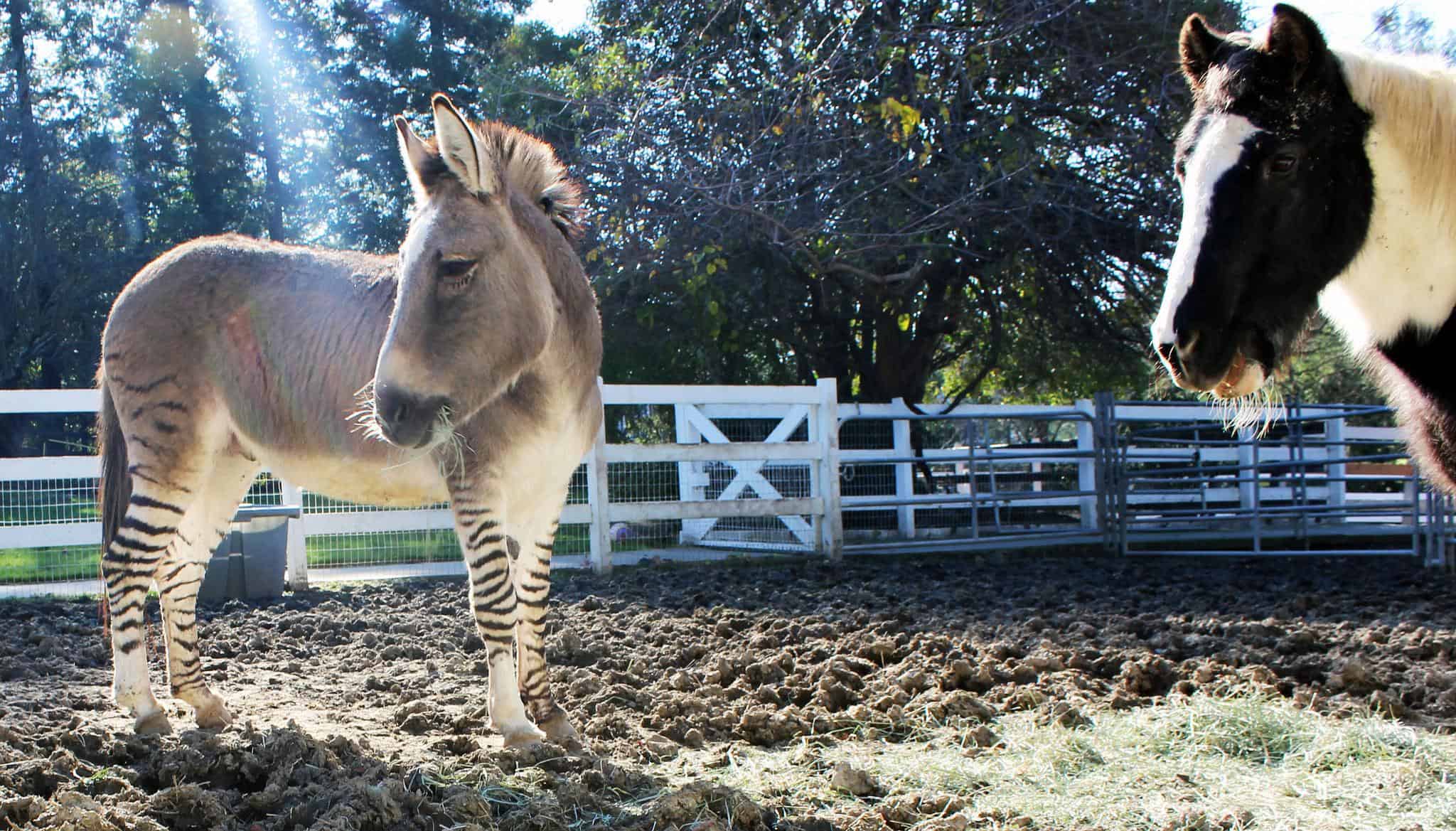 12 hybrid animals that actually exist in real life