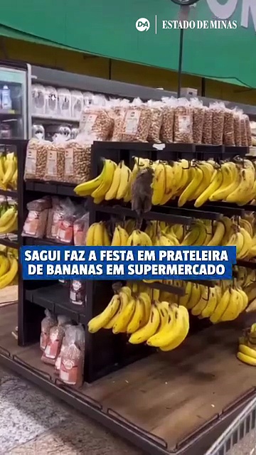 Sagui invade supermercado e se serve de bananas