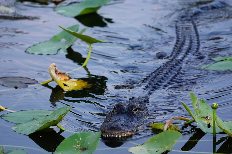 Florida authorities looking into Clavicular’s alligator shooting video